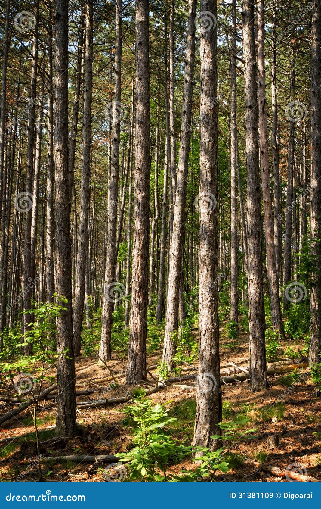 Pine forest stock image. Image of spacious, summer, mossgrown - 31381109