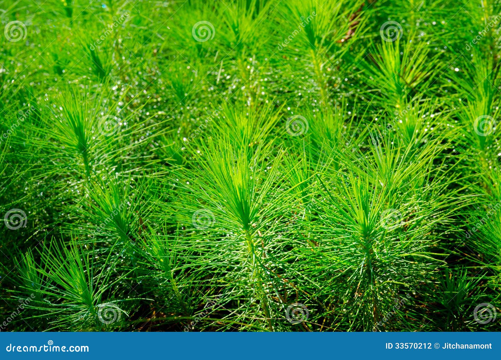 Pine forestry seedlings stock photo. Image of agriculture - 33570212