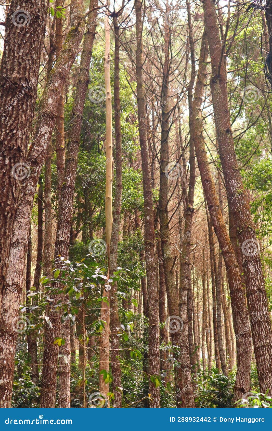 Pine forests stock photo. Image of colorful, environment - 288932442