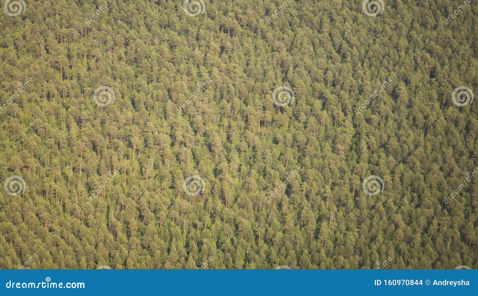Pine Forests from a Bird`s Eye View Stock Photo - Image of morning ...