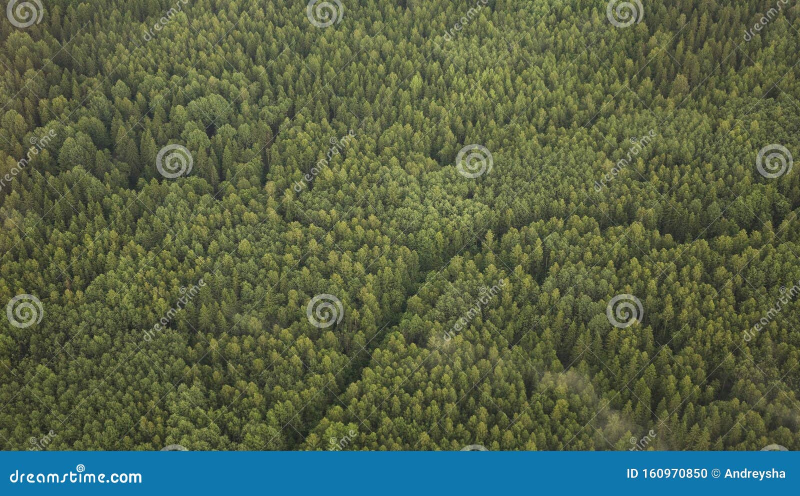 Pine Forests from a Bird`s Eye View Stock Photo - Image of taiga ...