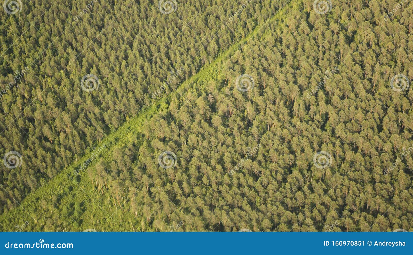 Pine Forests from a Bird`s Eye View Stock Image - Image of morning ...