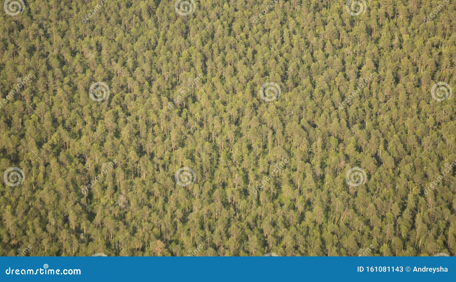 Pine Forests from a Bird`s Eye View Stock Image - Image of delta ...