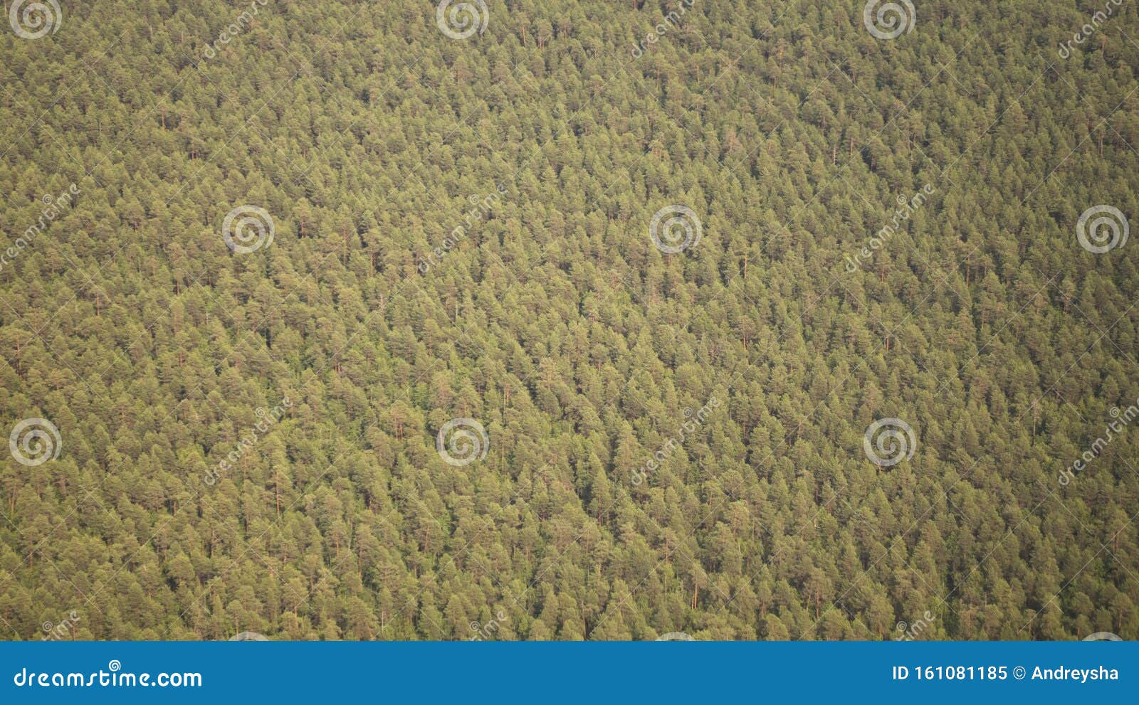 Pine Forests from a Bird`s Eye View Stock Image - Image of canada ...