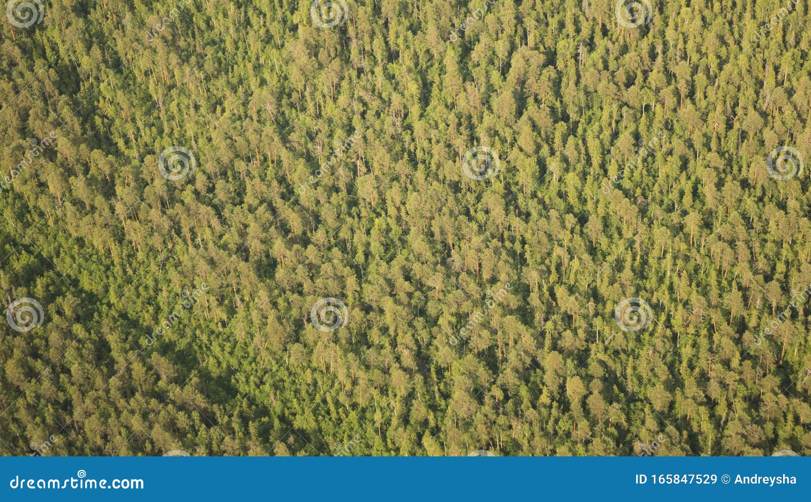 Pine Forests from a Bird`s Eye View Stock Image - Image of delta ...