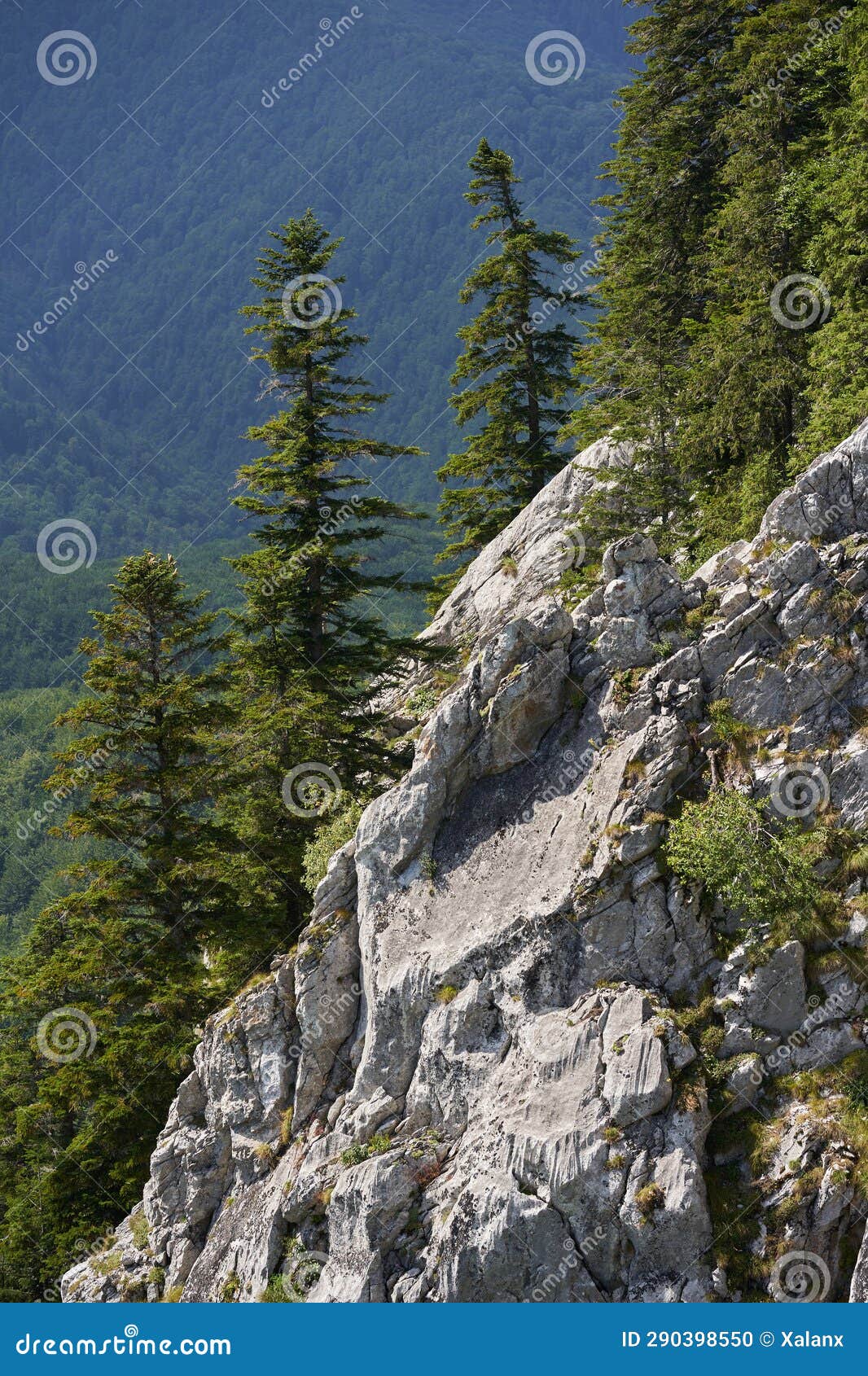 Pine Forests on a Cliff in the Mountains Stock Photo - Image of ...