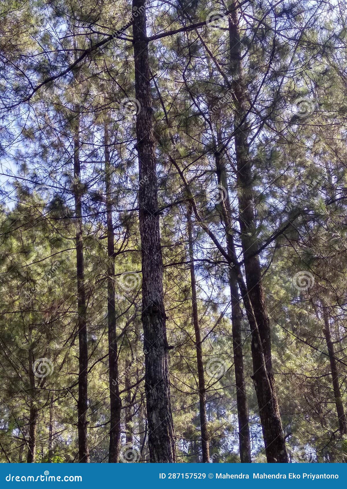 Pine forests stock image. Image of trail, branch, tree - 287157529