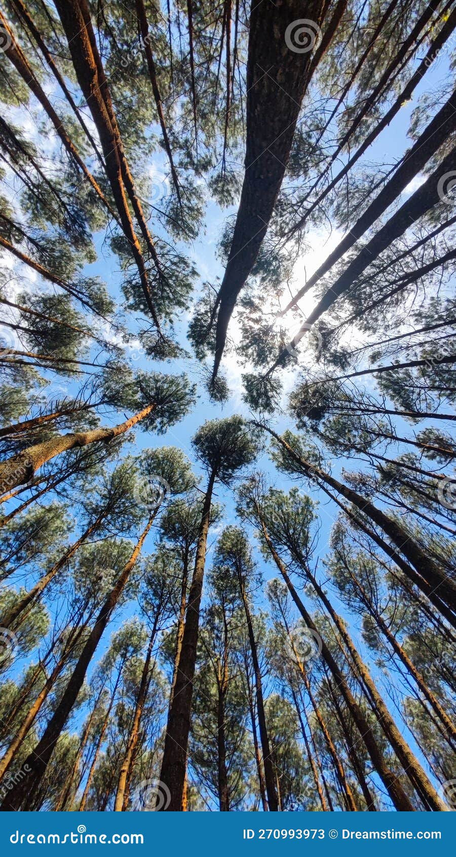 Pine forests stock image. Image of reflection, tree - 270993973