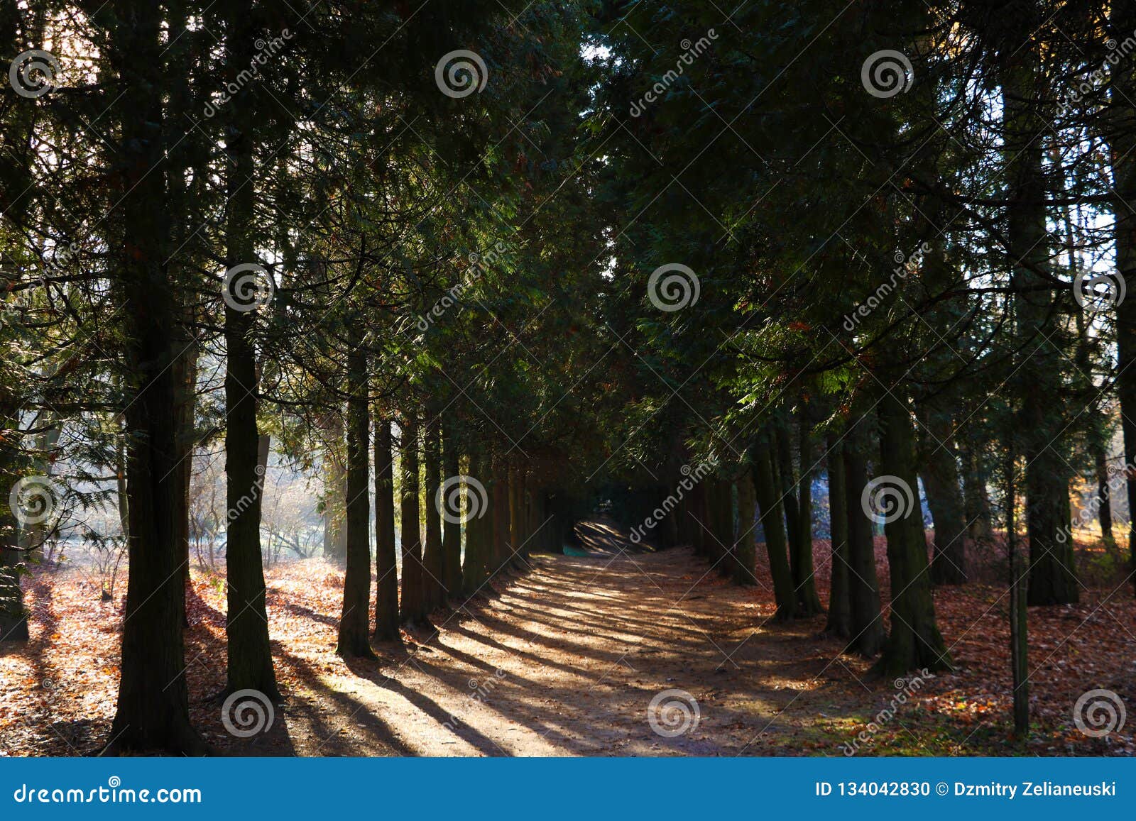 Pine Forests in the Tropics are Rich is Creating the World`s Oxygen in ...