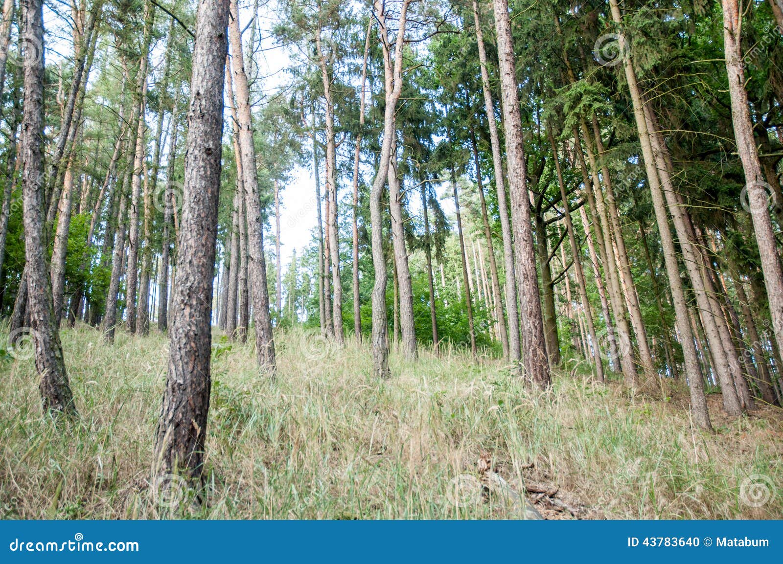 Pine forrest stock photo. Image of forestry, plant, country - 43783640