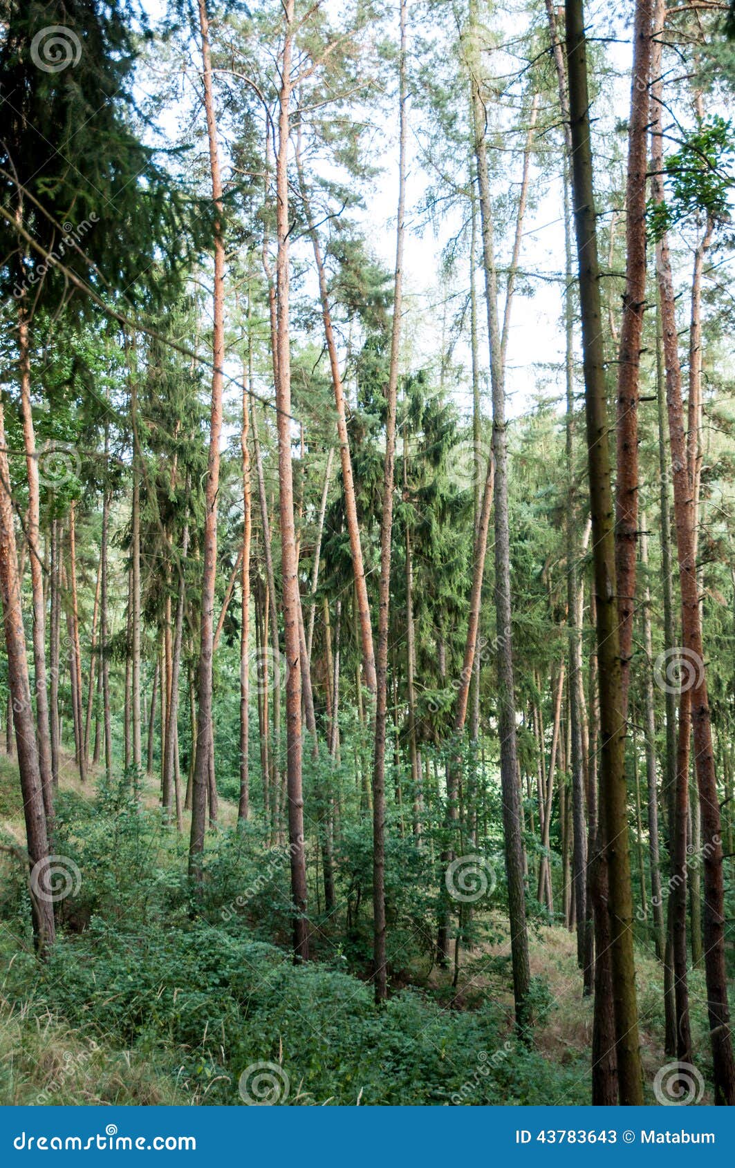Pine forrest stock image. Image of forestry, wild, forrest - 43783643
