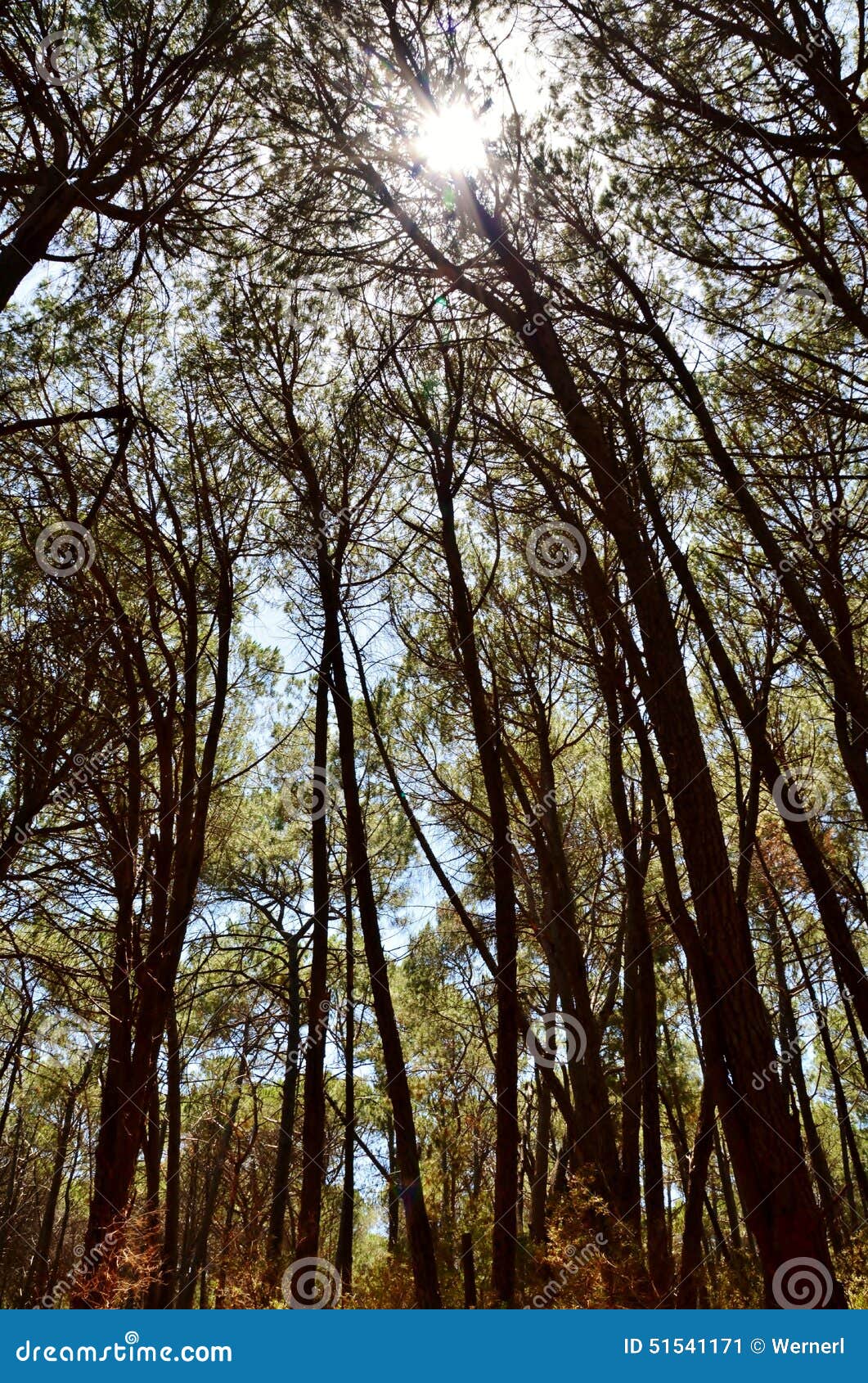 Pine Forrest stock image. Image of wood, sunlight, pine - 51541171