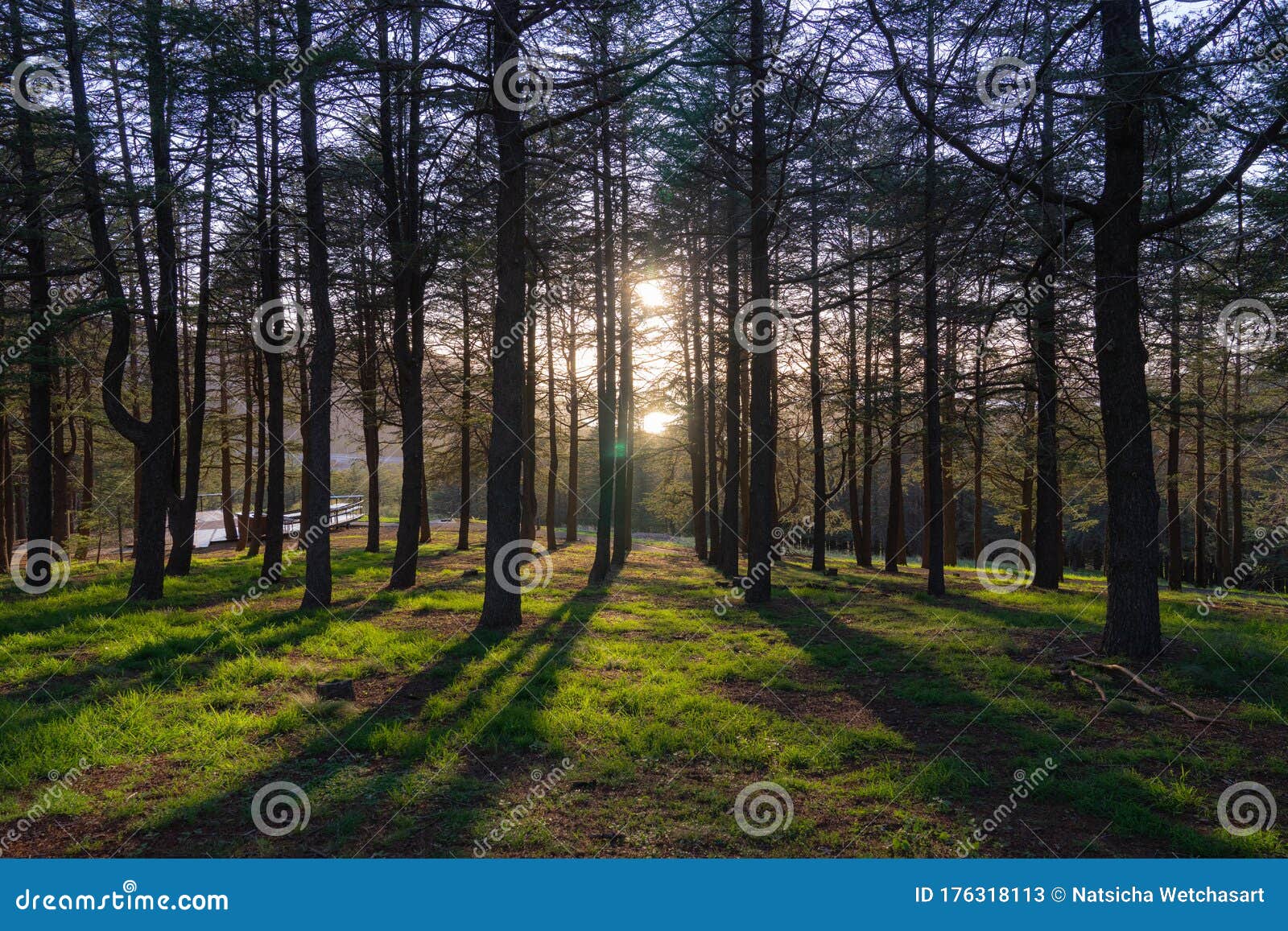 Pine Forrest with Warm Bright Morning Sunlight, Light and Shadow Stock ...