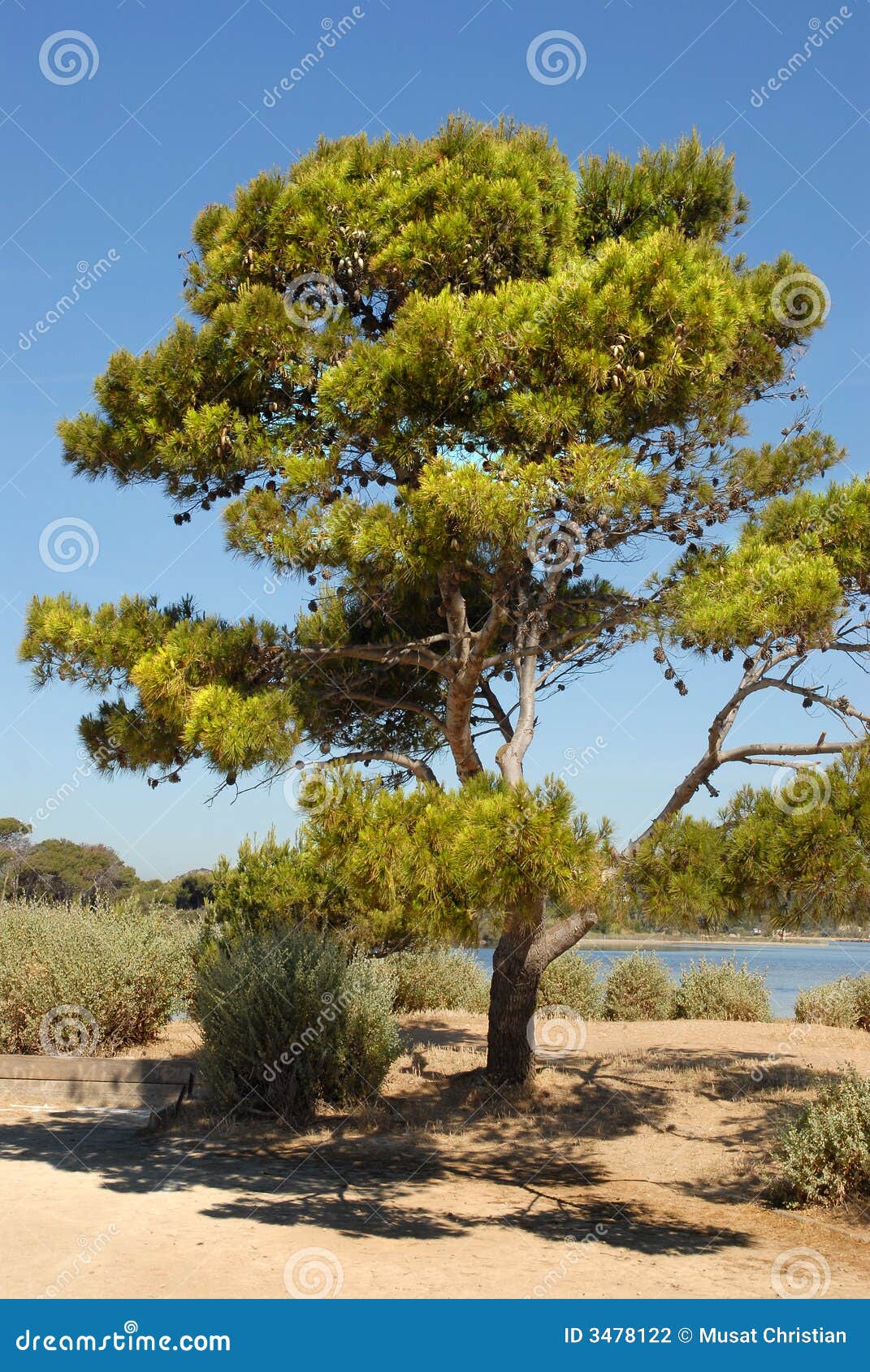 Pine on the french riviera stock photo. Image of branch - 3478122