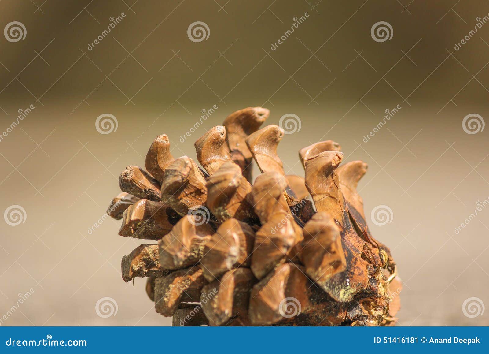 Pine Fruit stock image. Image of pollen, wildlife, state - 51416181