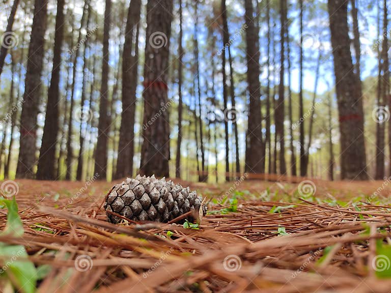 Pine Fruit on the Ground , Pine Forest Stock Photo - Image of nature ...