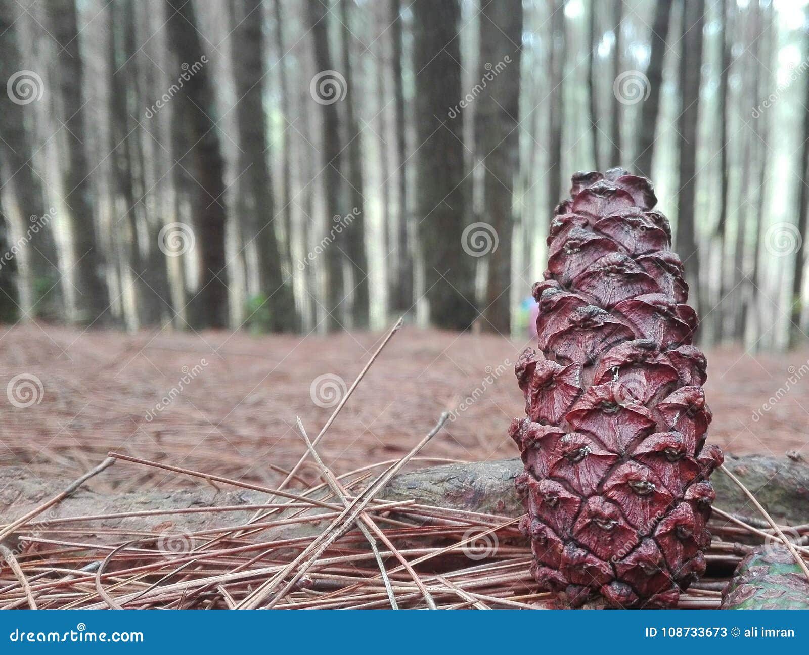 Pine fruit, nature stock image. Image of pine, bukit - 108733673