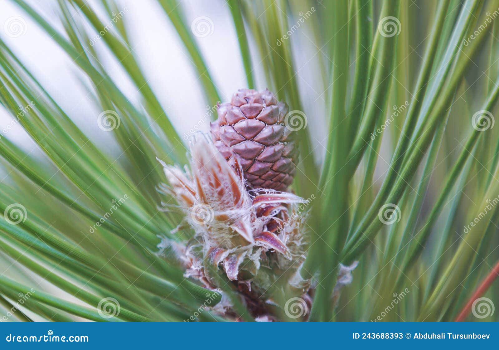 Pine fruit stock image. Image of branch, background - 243688393