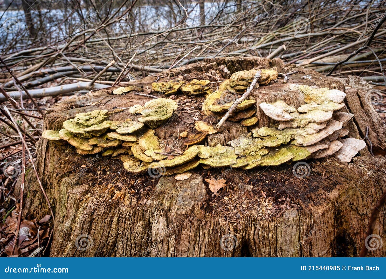 Pine Fungus on a Withered Tree Stock Image - Image of mycology, fungi ...