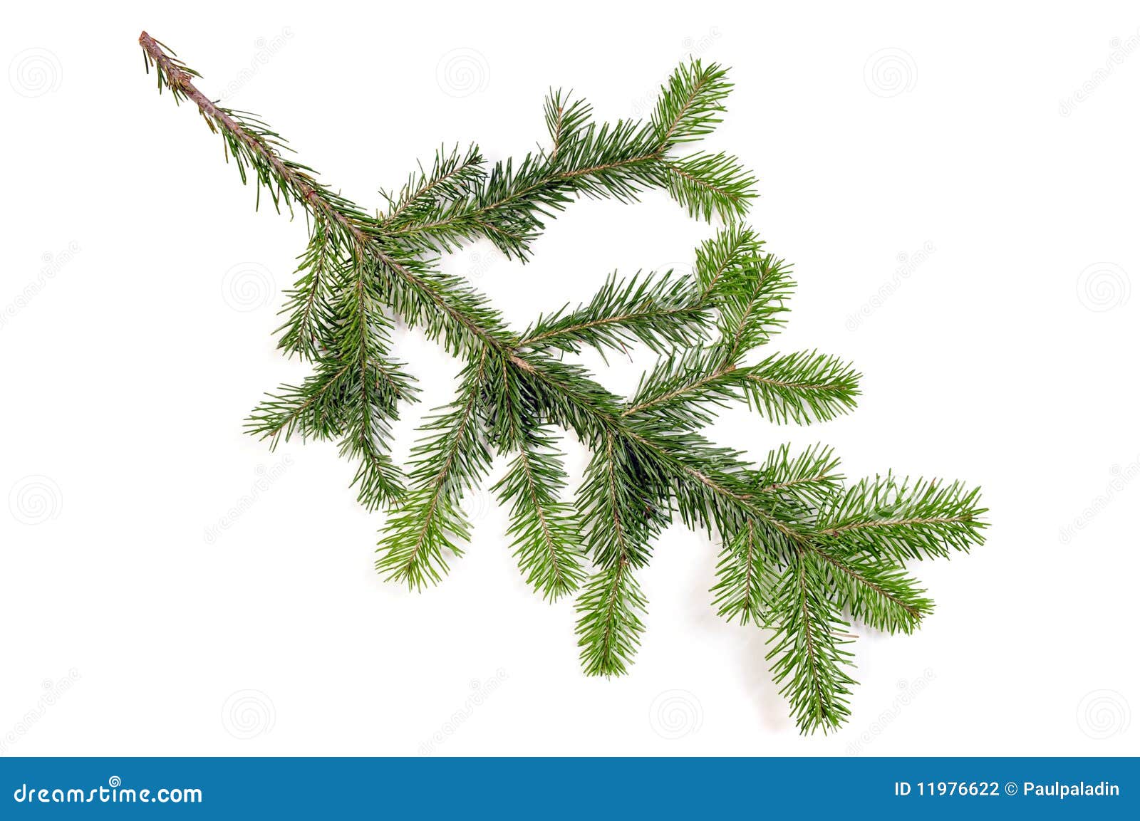 Pine fur tree branch stock photo. Image of decor, tradition - 11976622