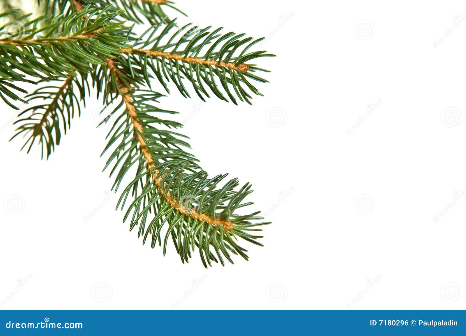 Pine fur tree branch stock photo. Image of isolated, tree - 7180296
