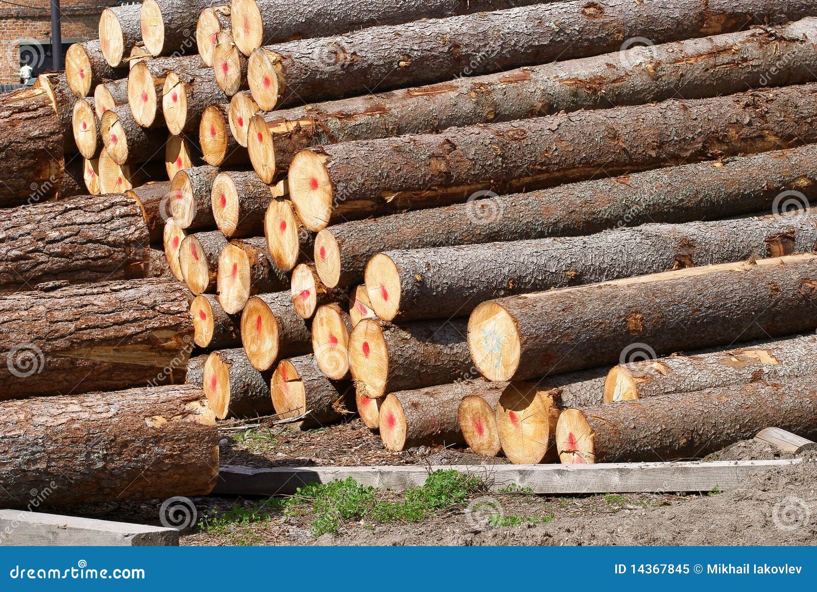 A Few Tree Logs Left Behind To Start Regrowth Of Forest Ground Plants ...