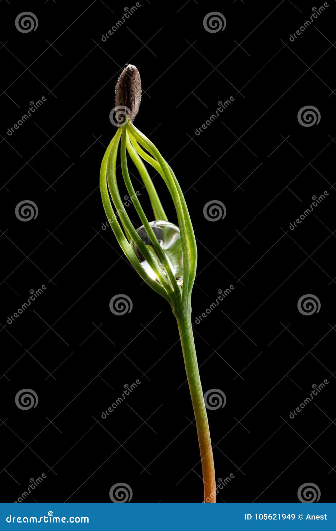 Pine germination stock image. Image of head, conifer - 105621949