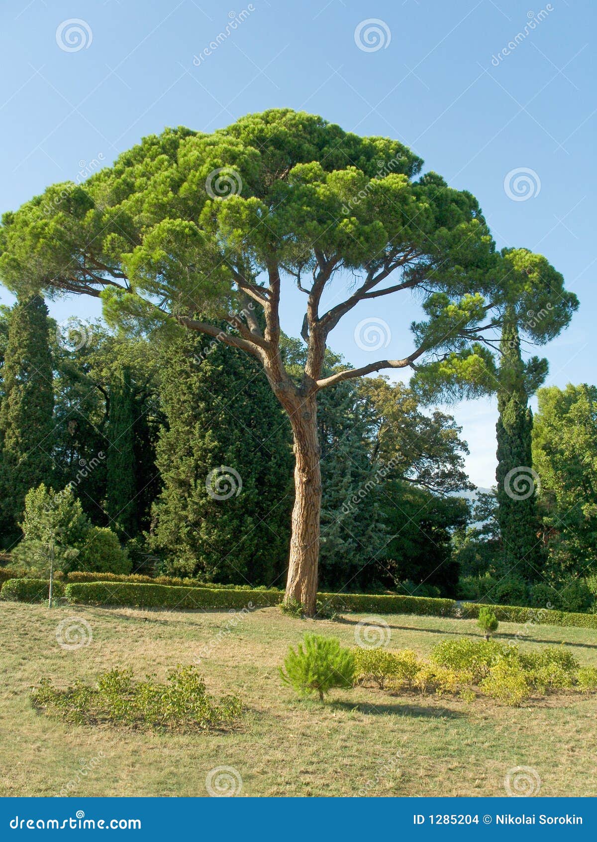Pine and grass in park stock photo. Image of trees, nature - 1285204