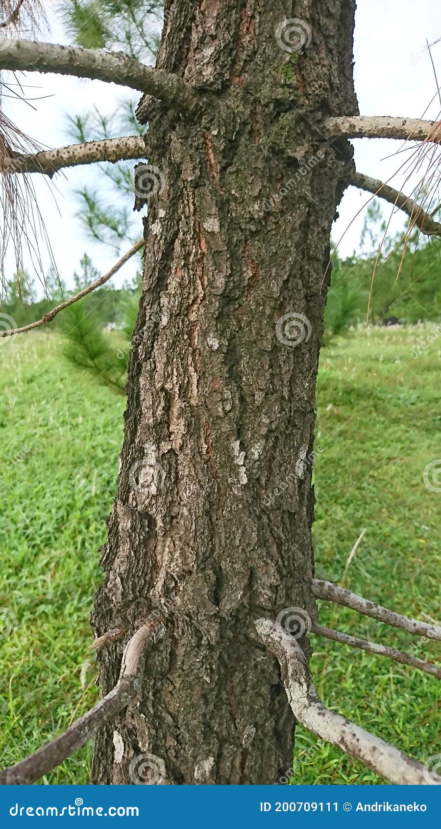 Pine and grass stock image. Image of soil, pine, leaf - 200709111