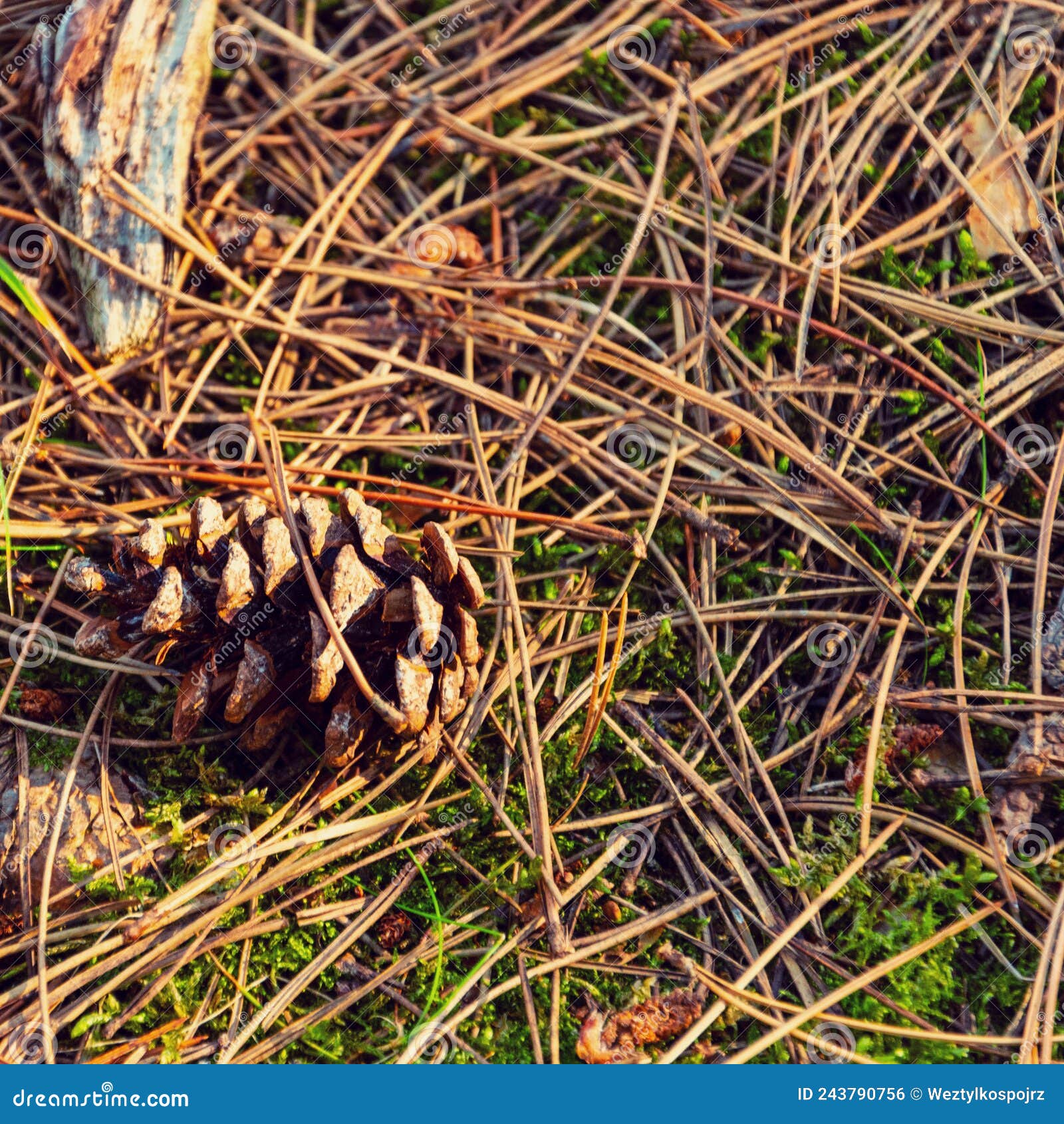 Pine on Grass Summer Time Day Stock Photo - Image of autumn, anthill ...