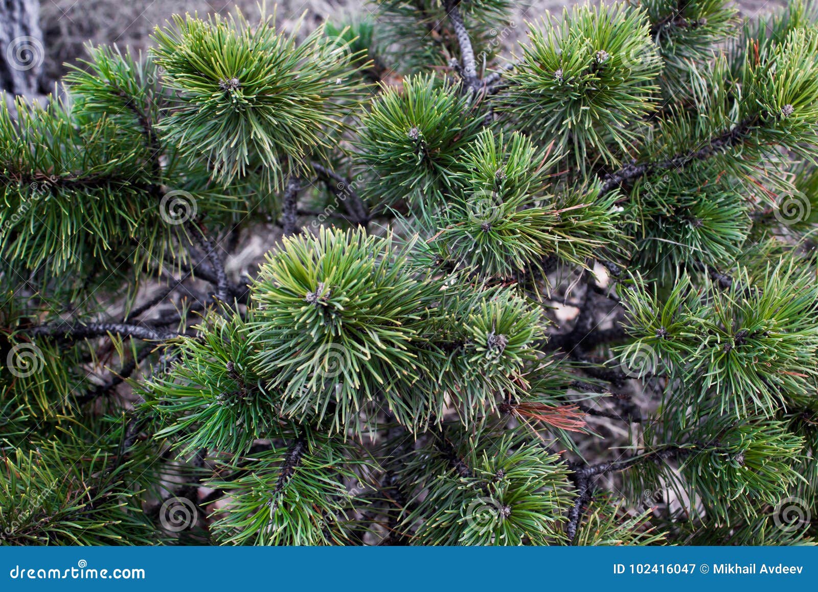 The pine green boughs stock image. Image of plant, flora - 102416047