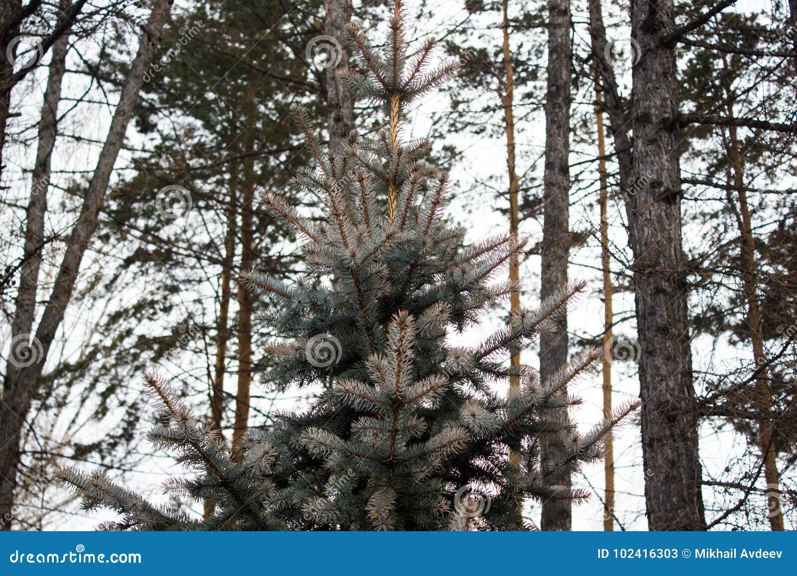 The pine green boughs stock image. Image of branch, wood - 102416303