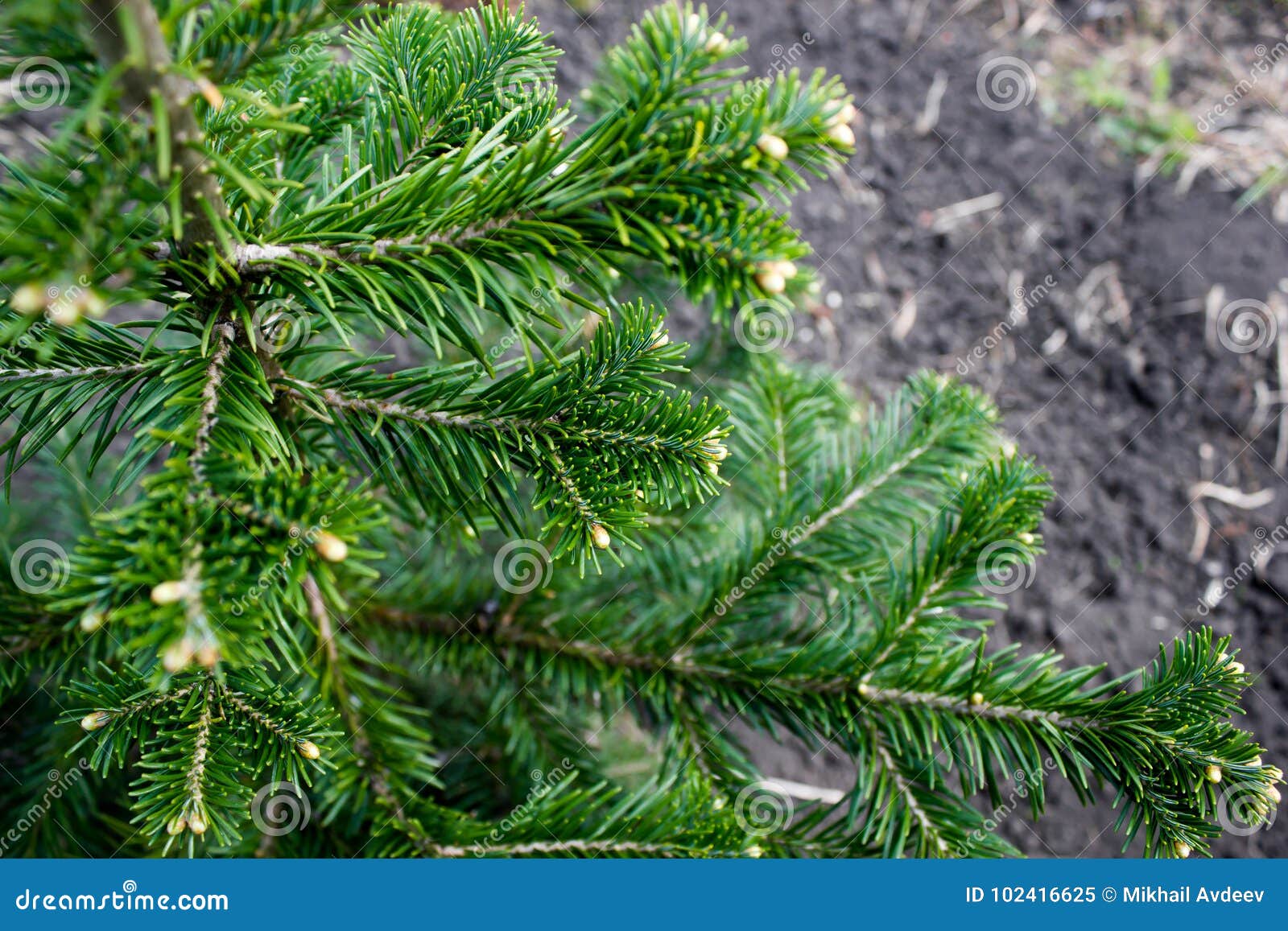 The pine green boughs stock image. Image of tree, beautiful - 102416625