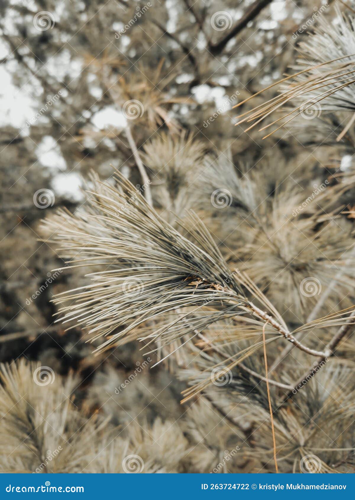Pine with Green Soft Thorns. Stock Photo - Image of plant, branch ...