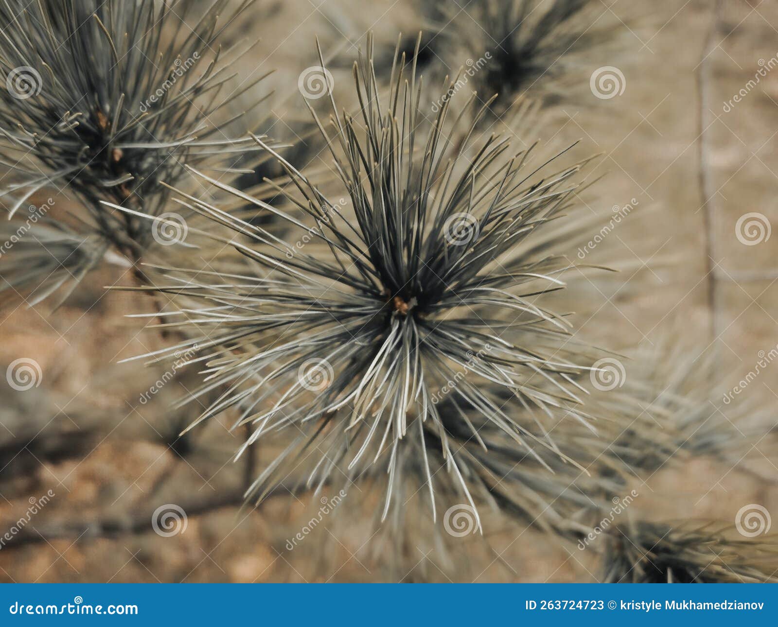 Pine with Green Soft Thorns. Stock Image - Image of flower, produce ...