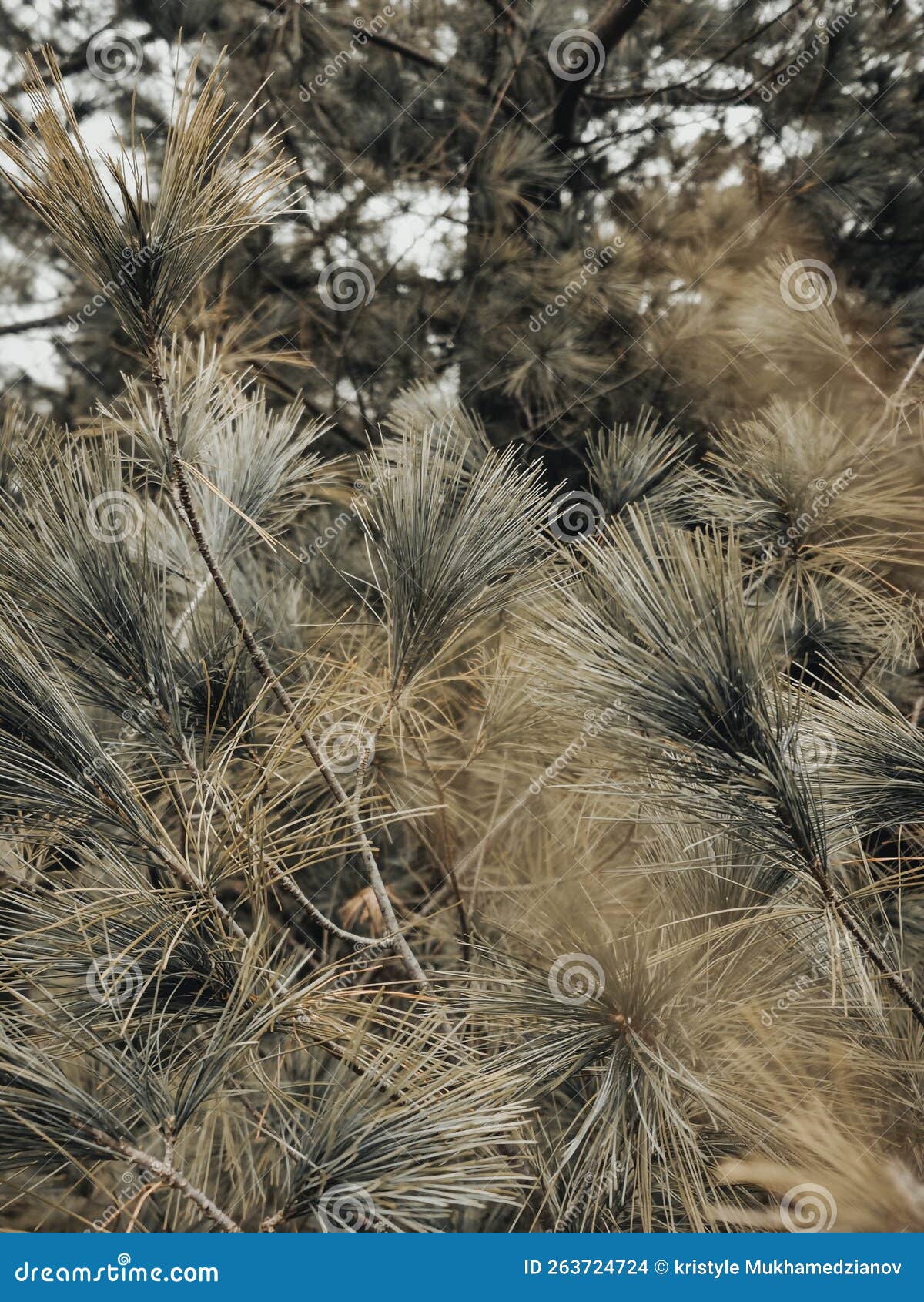 Pine with Green Soft Thorns. Stock Photo - Image of blossom, tree ...
