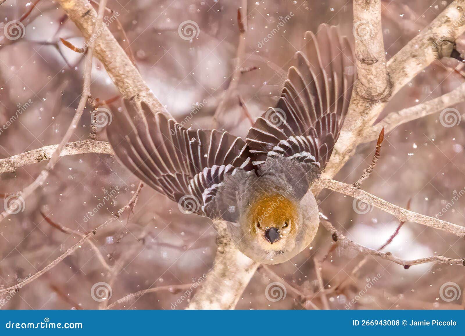 Pine grosbeak flying stock photo. Image of beak, autumn - 266943008