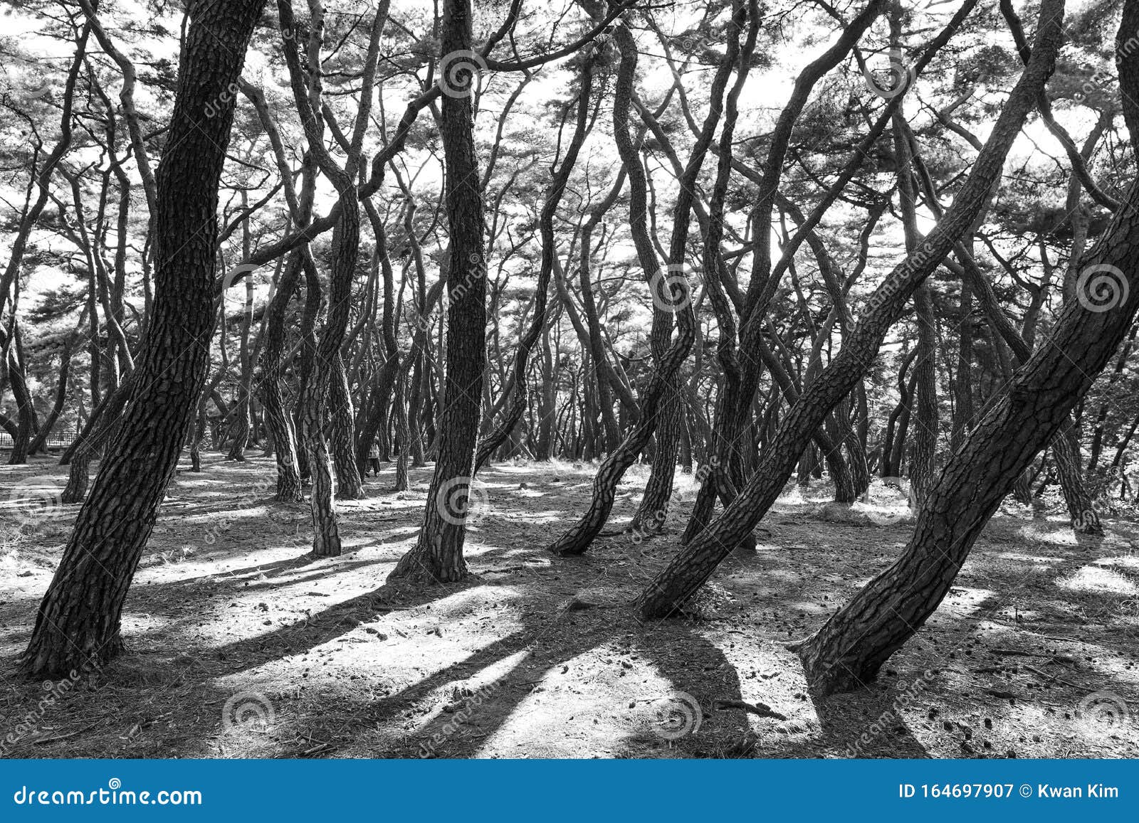 A Pine Grove stock image. Image of still, tree, nature - 164697907
