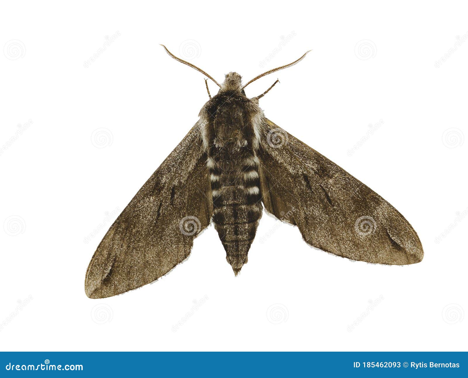 Pine Hawk-moth Isolated on White Background Stock Image - Image of copy ...