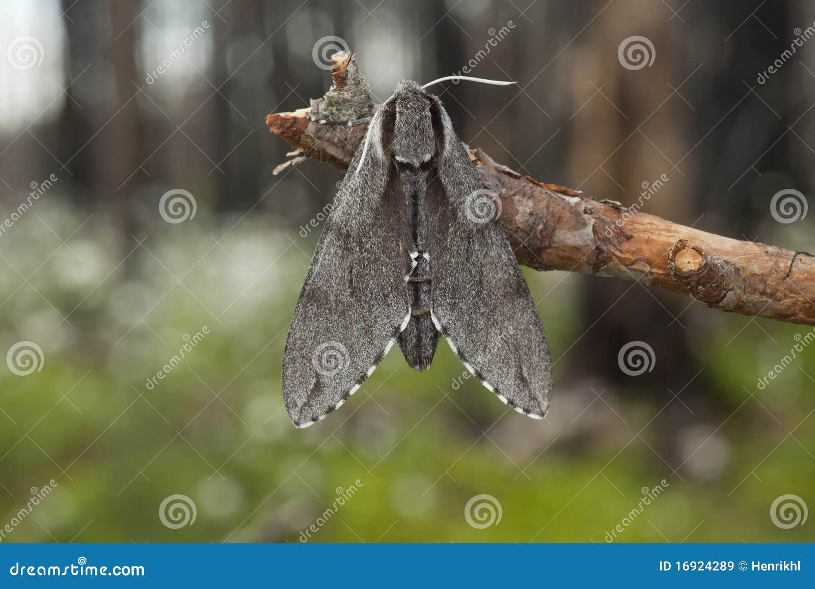 Pine Hawk-moth (Sphinx Pinastri) Stock Image - Image of beautiful ...