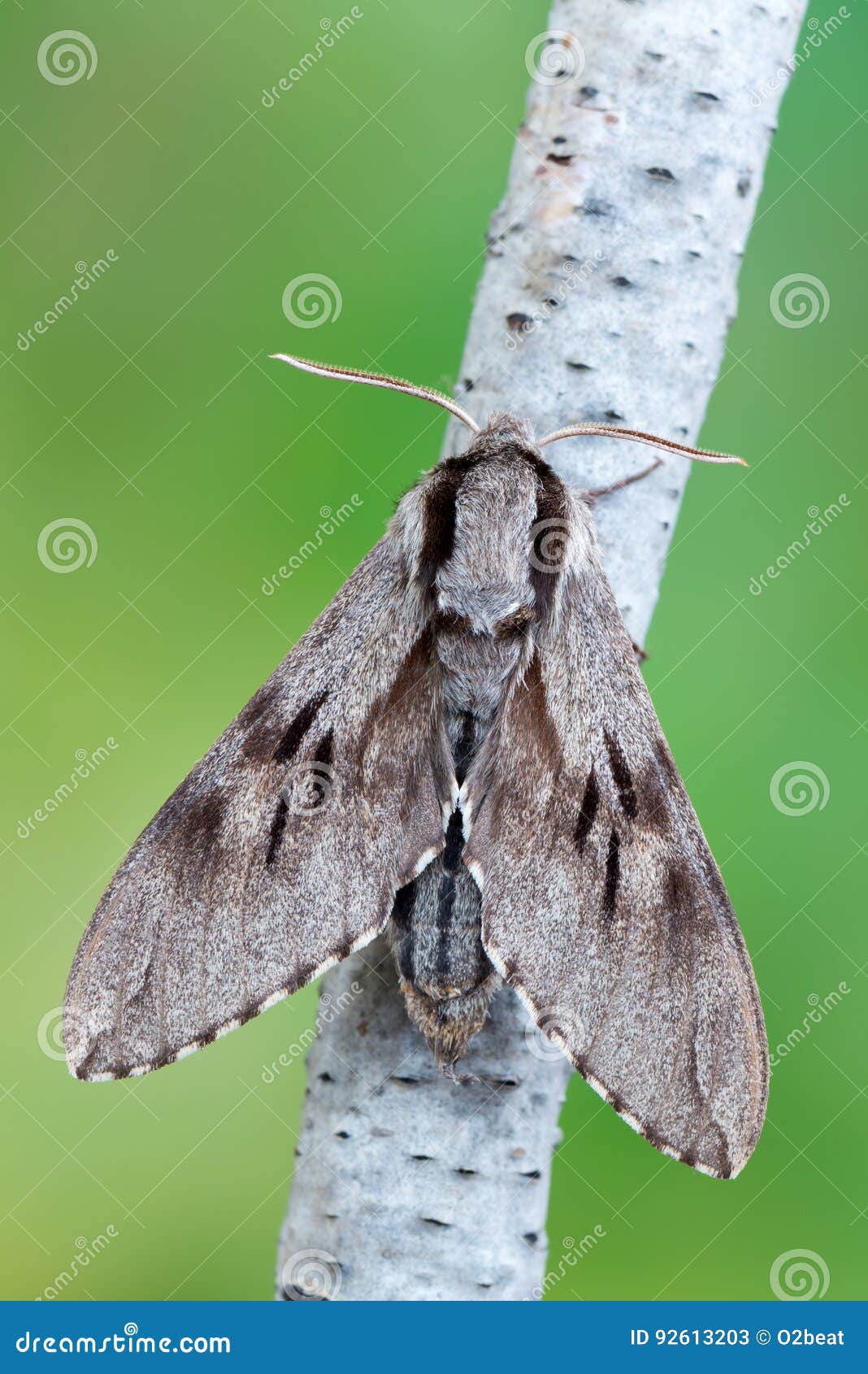 Pine Hawk-moth - Sphinx Pinastri Stock Image - Image of wild, moth ...