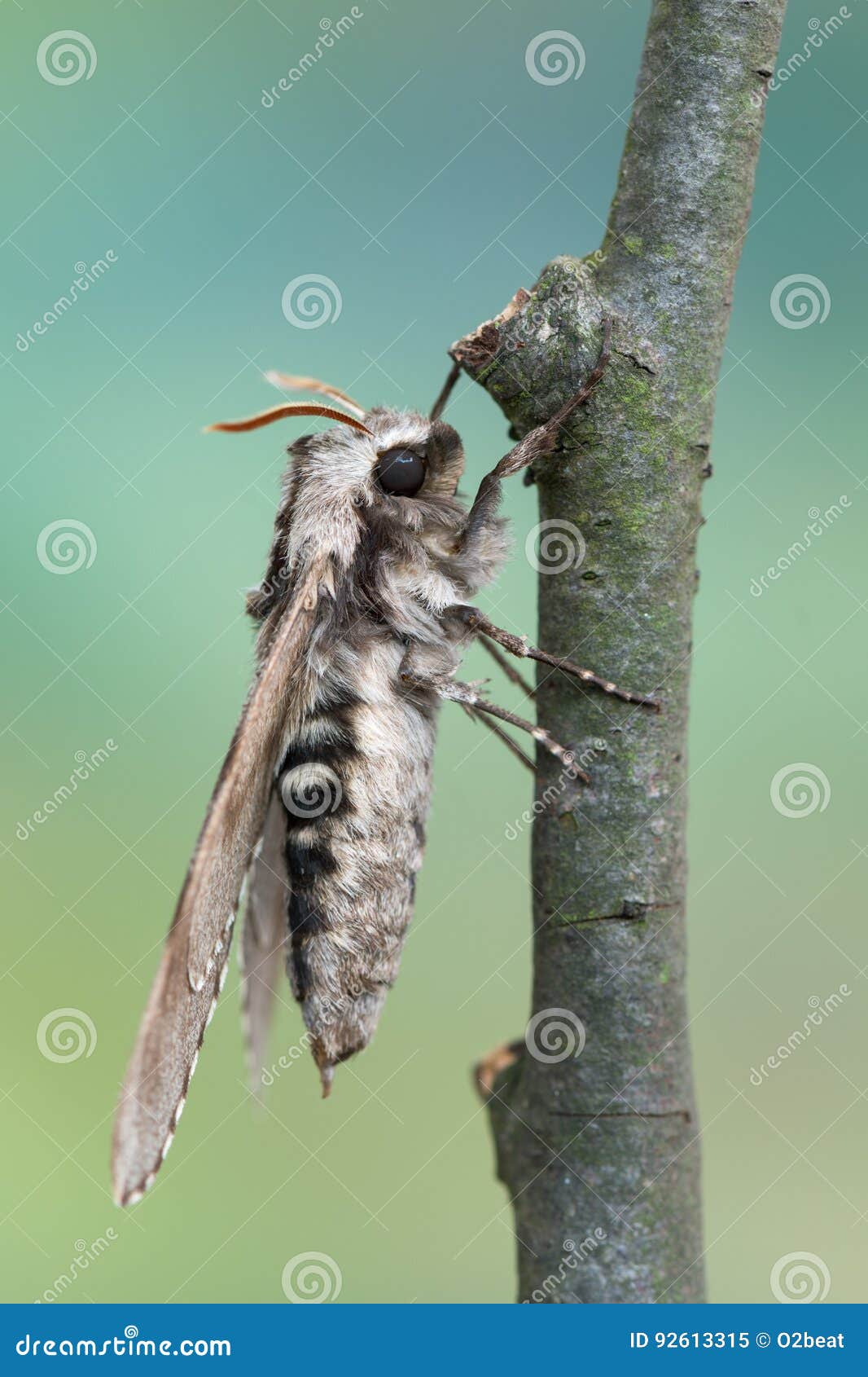 Pine Hawk-moth - Sphinx Pinastri Stock Image - Image of arthropod ...