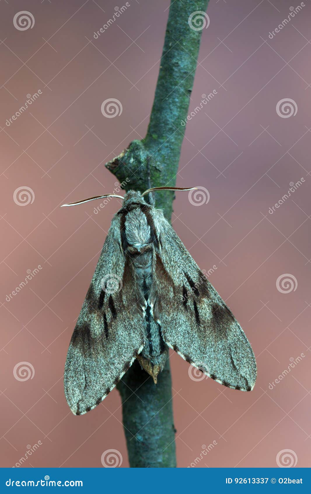 Pine Hawk-moth - Sphinx Pinastri Stock Image - Image of hawk, animal ...
