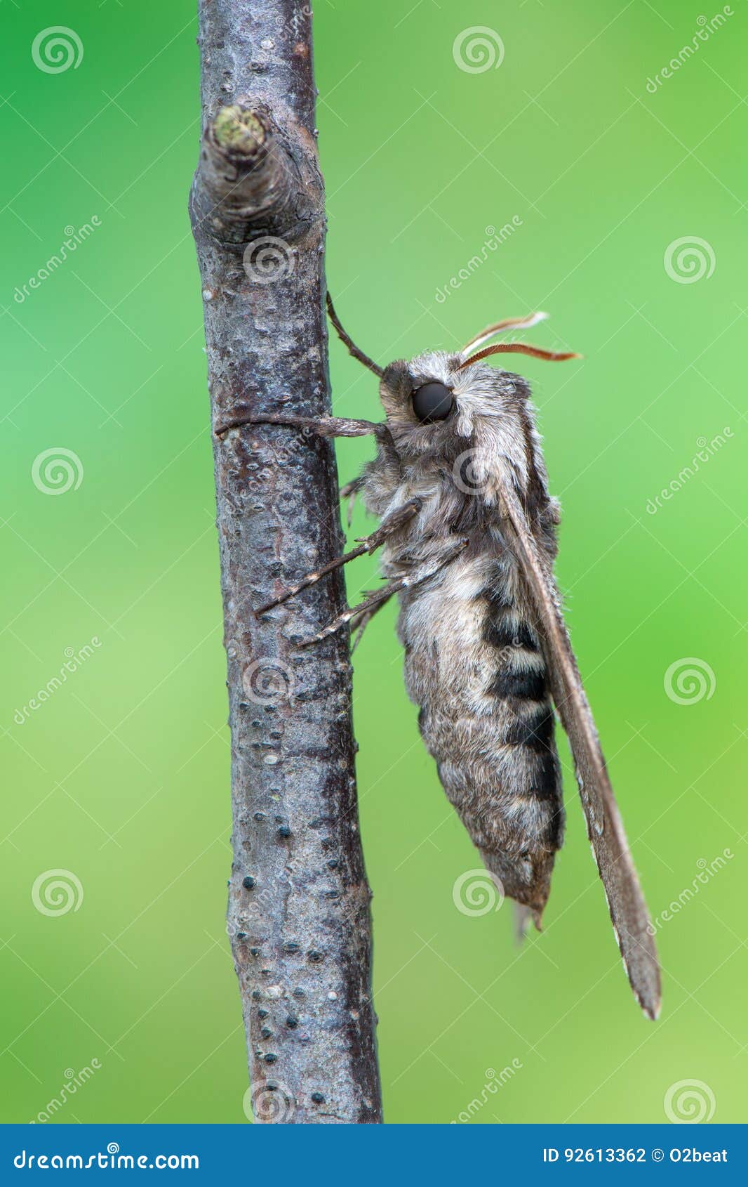 Pine Hawk-moth - Sphinx Pinastri Stock Photo - Image of pine ...
