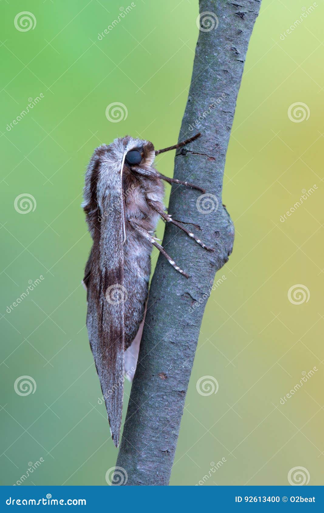 Pine Hawk-moth - Sphinx Pinastri Stock Photo - Image of insect, wild ...
