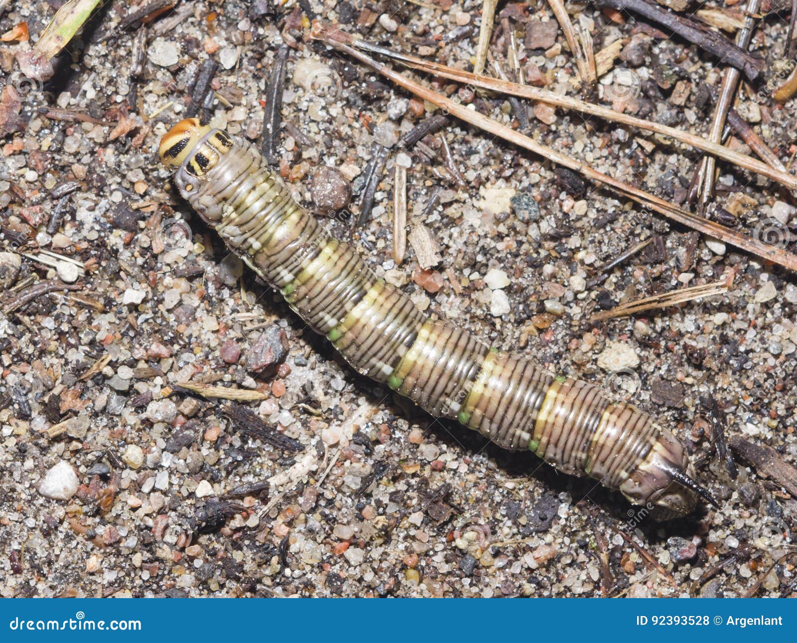 Pine Hawk-moth or Sphinx Pinastri Caterpillar on Ground, Macro ...