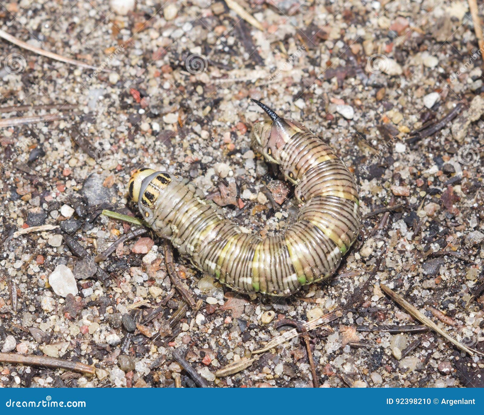 Pine Hawk-moth or Sphinx Pinastri Caterpillar on Ground, Macro ...