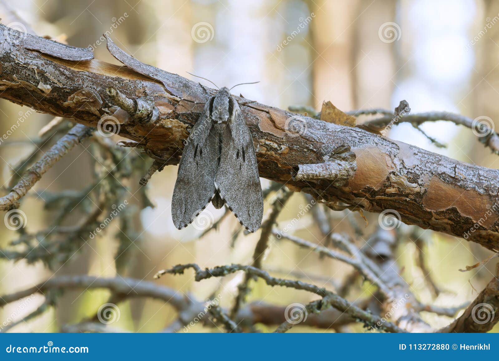 Pine Hawk Moth, Sphinx Pinastri Resting on Pine Branch, Pine Forest in ...