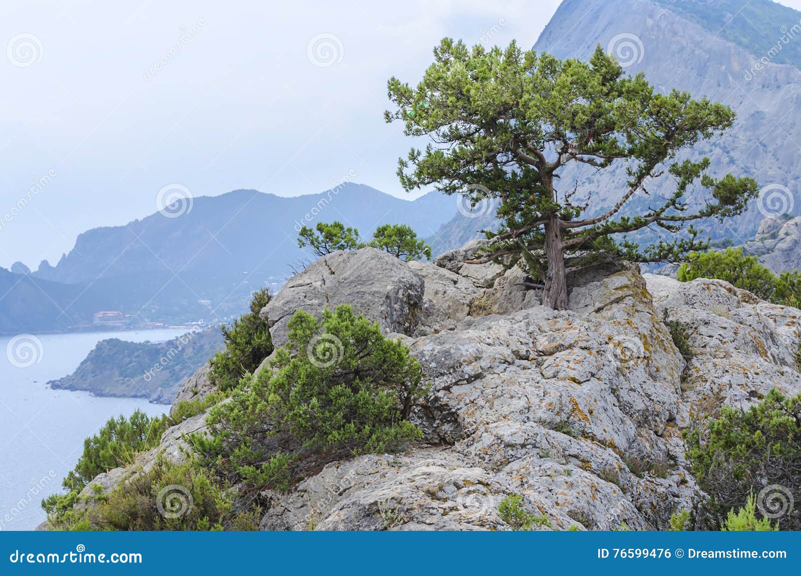 Pine high on a mountain stock photo. Image of resort - 76599476