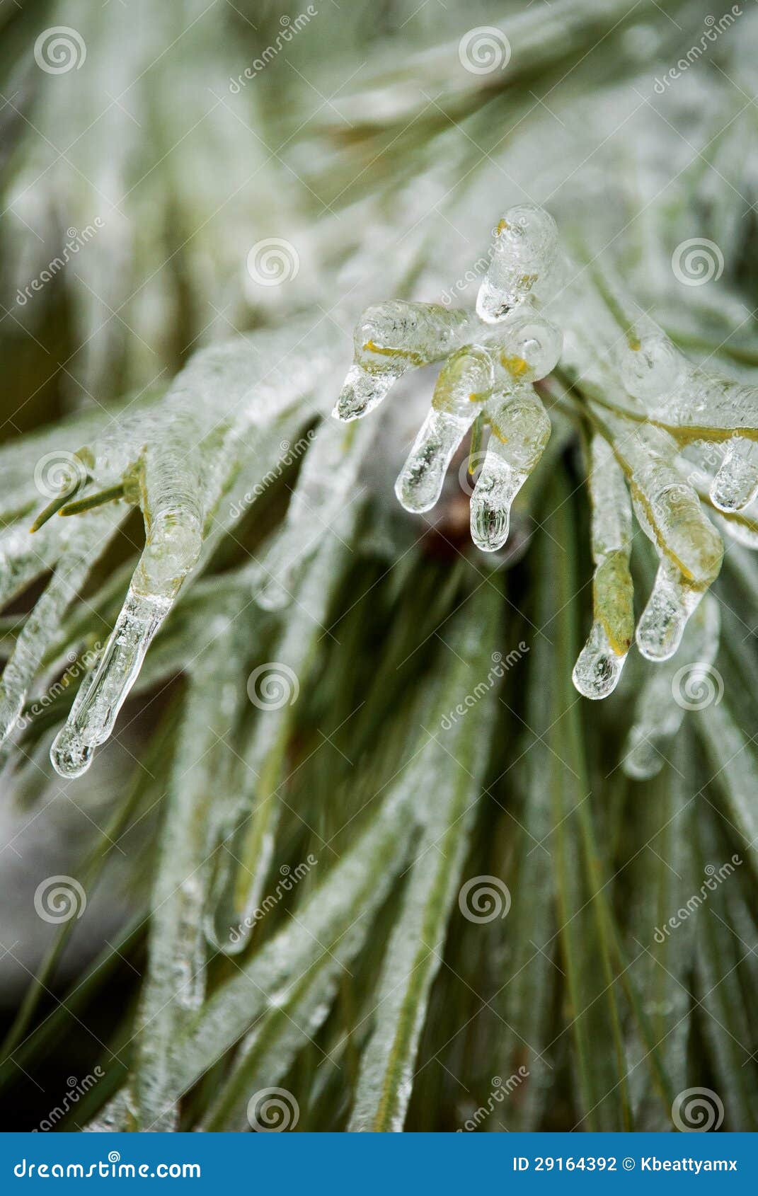 Pine Ice stock photo. Image of green, macro, pine, focus - 29164392